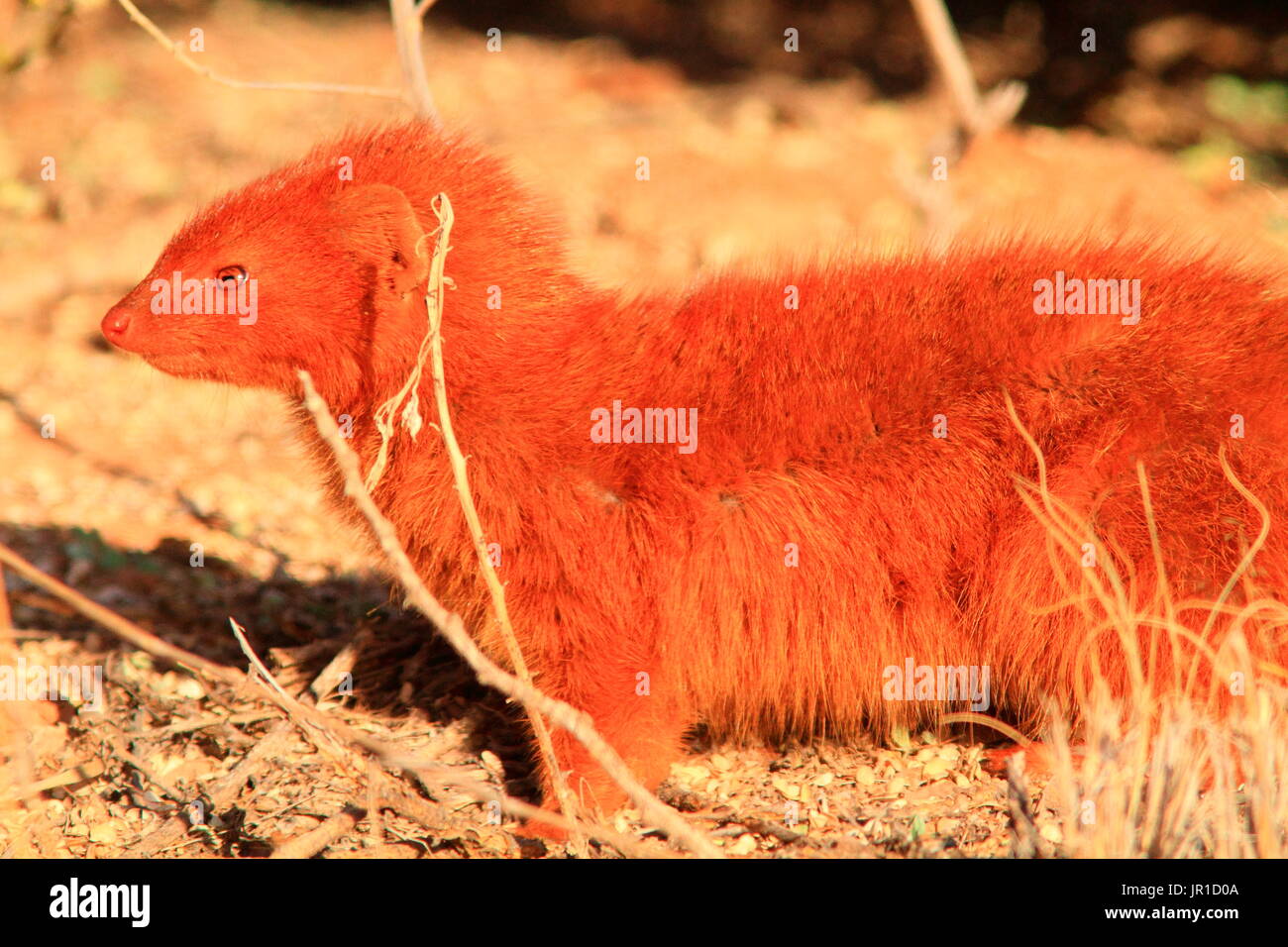 Slender Mongoose (Galerella sanguinea), Southern Africa Stock Photo - Alamy
