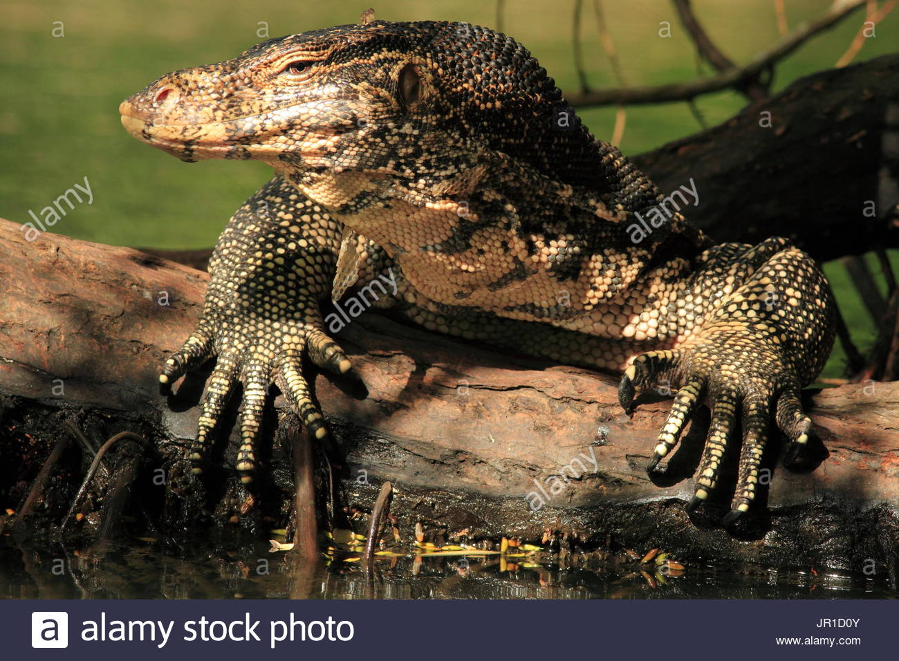 Mangrove Monitor Lizard Stock Photos & Mangrove Monitor Lizard Stock ...