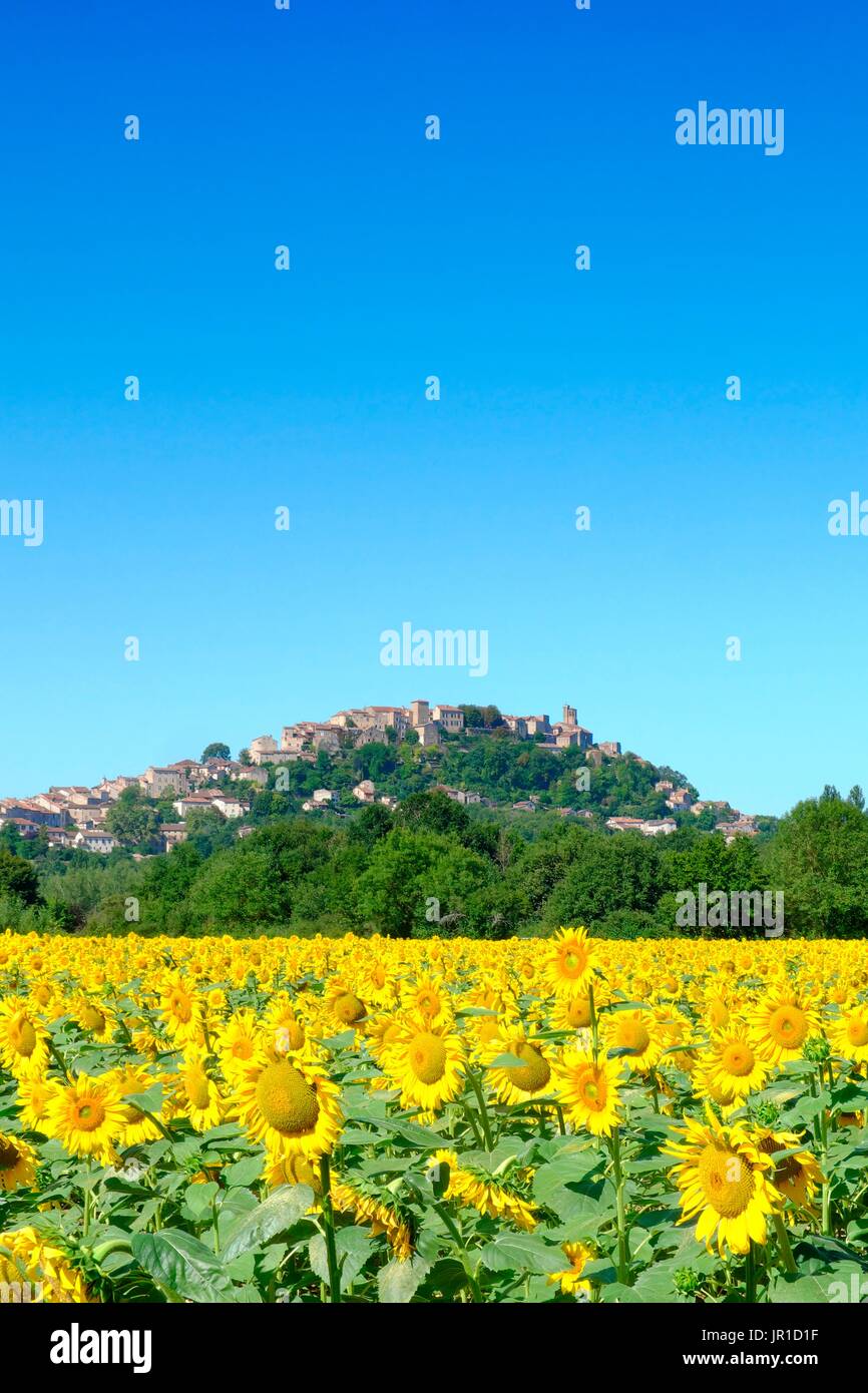 Field of Sunflowers in flower with in the background the medieval and ...