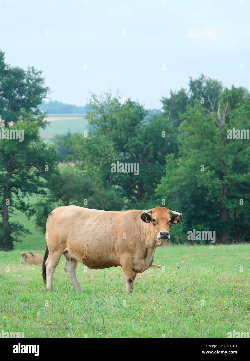Cow Aubrac breed in a close, breed originating in the Aubrac and ...