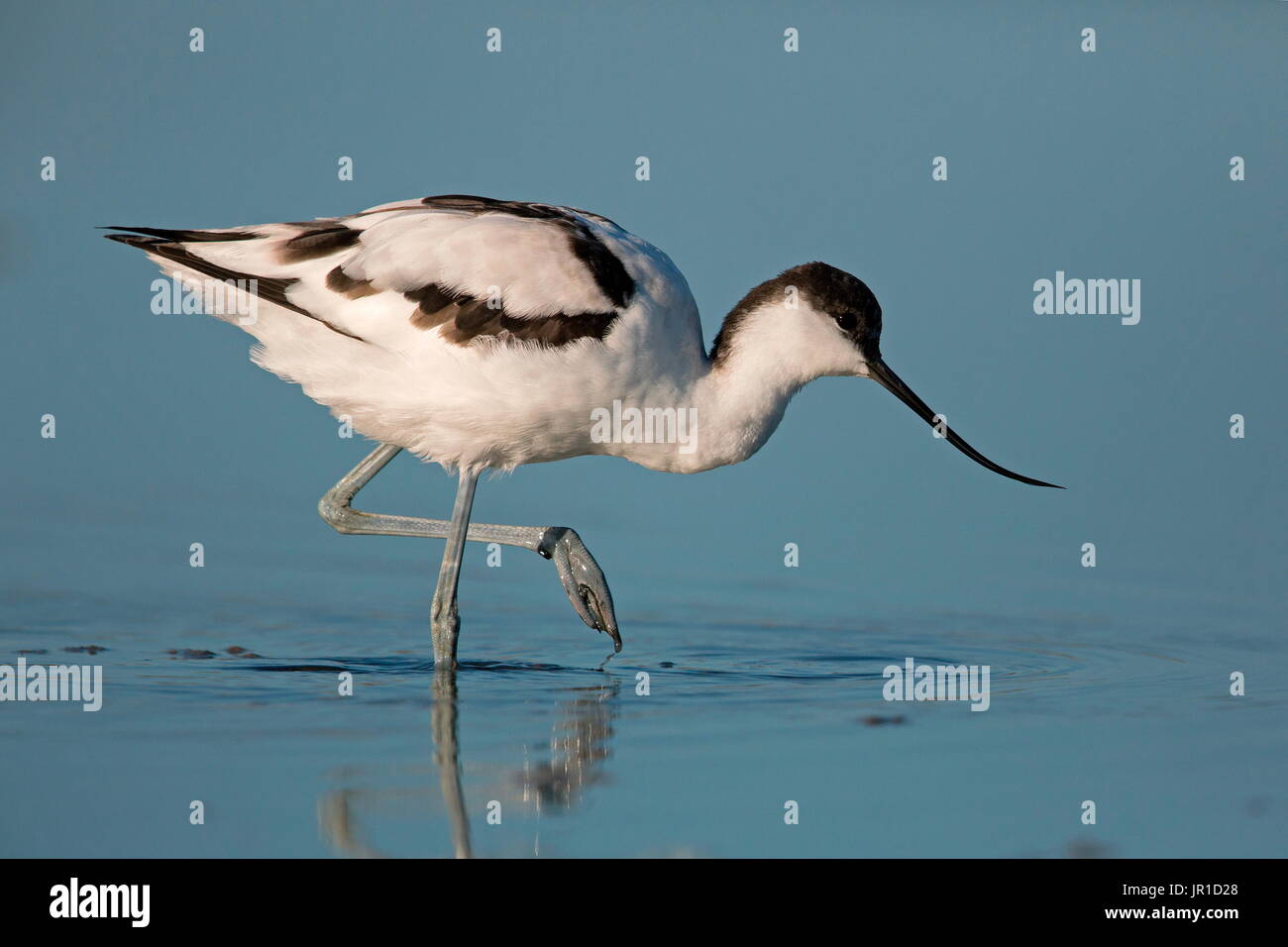 Pied Avocet (Recurvirostra avosetta) on the lookout in a saltwork Stock ...