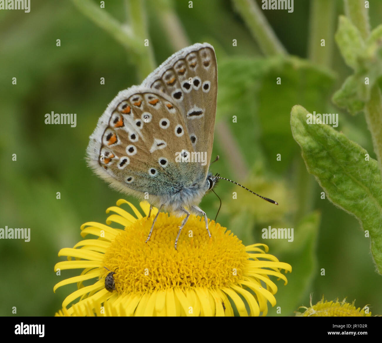 A male common blue butterfly (Polyommatus icarus) feeding with wings ...