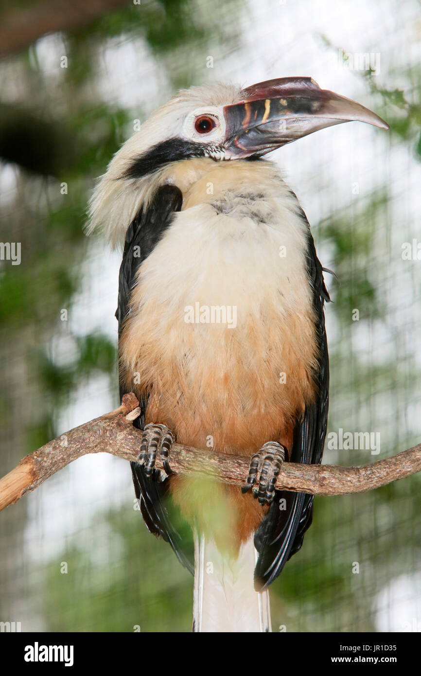 Penelopides panini panini hi-res stock photography and images - Alamy