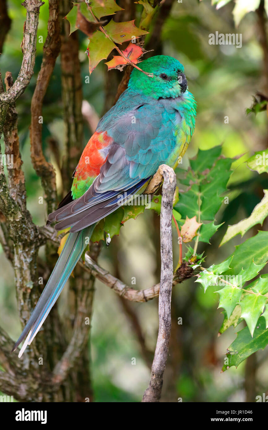 Red-rumped Parrot (Psephotus haematonotus) on a branch Stock Photo - Alamy