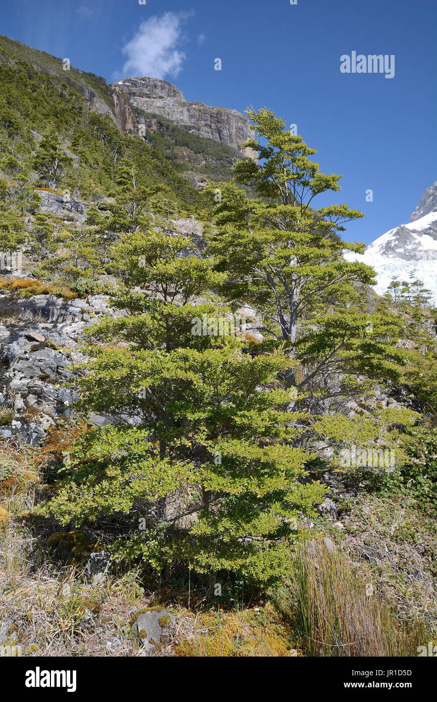 Nothofagus betuloides hi-res stock photography and images - Alamy