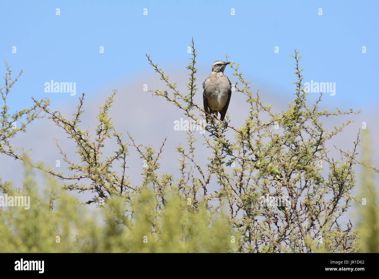 Only mockingbird hi-res stock photography and images - Alamy