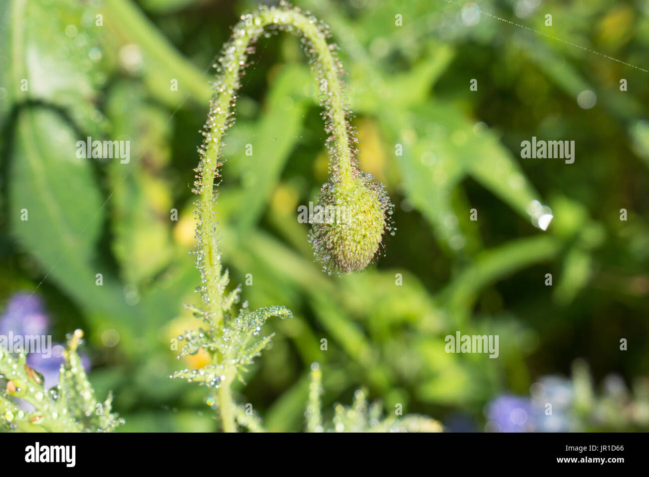 Unopened poppy hi-res stock photography and images - Alamy