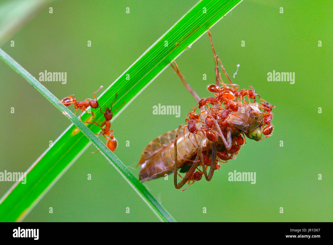 Dragonfly larva undergoing an attack by ants to feed. Prairies of the ...
