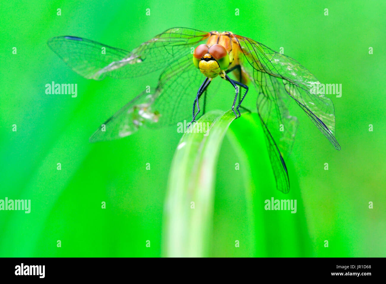 Dragonfly dorsal view hi-res stock photography and images - Alamy