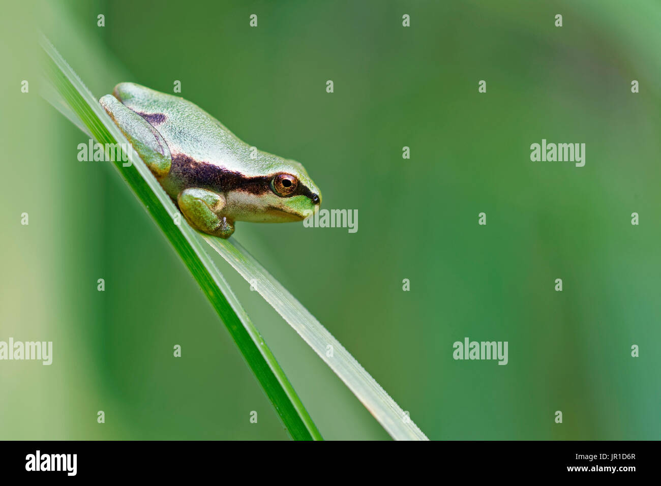 Young Tree Frog (Hyla arborea) coming out of a pond. Prairies of the ...