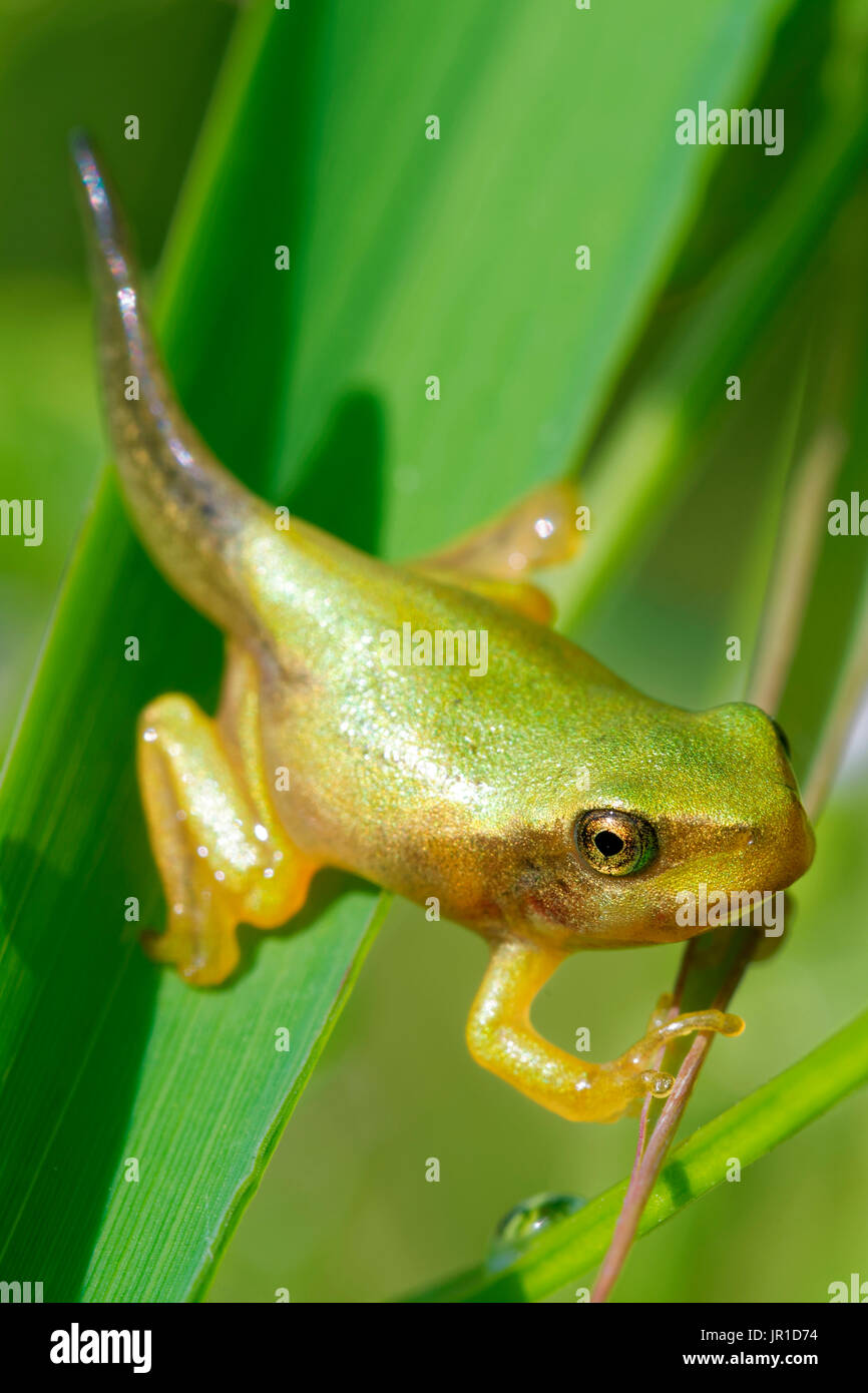 Young Tree Frog (Hyla arborea) coming out of a pond. Prairies of the ...
