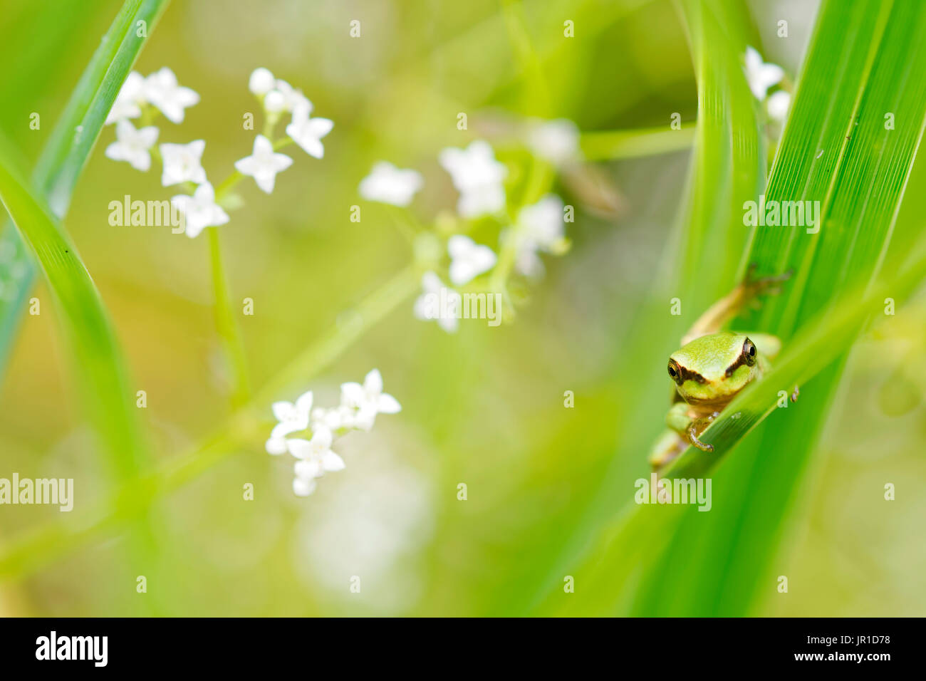 Young Tree Frog (Hyla arborea) coming out of a pond. Prairies of the ...