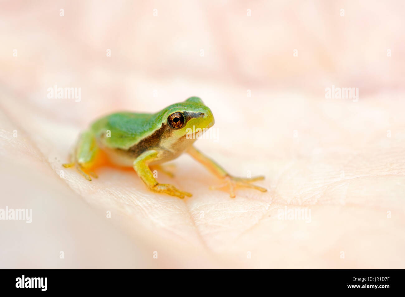 Young Tree Frog (Hyla arborea) coming out of a pond. Prairies of the ...