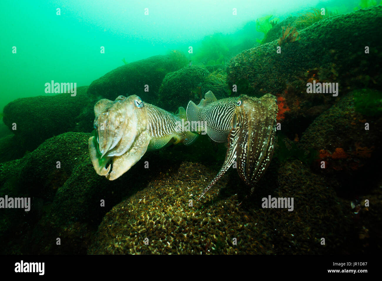 European common cuttlefish (Sepia officinalis) mating on bottom ...