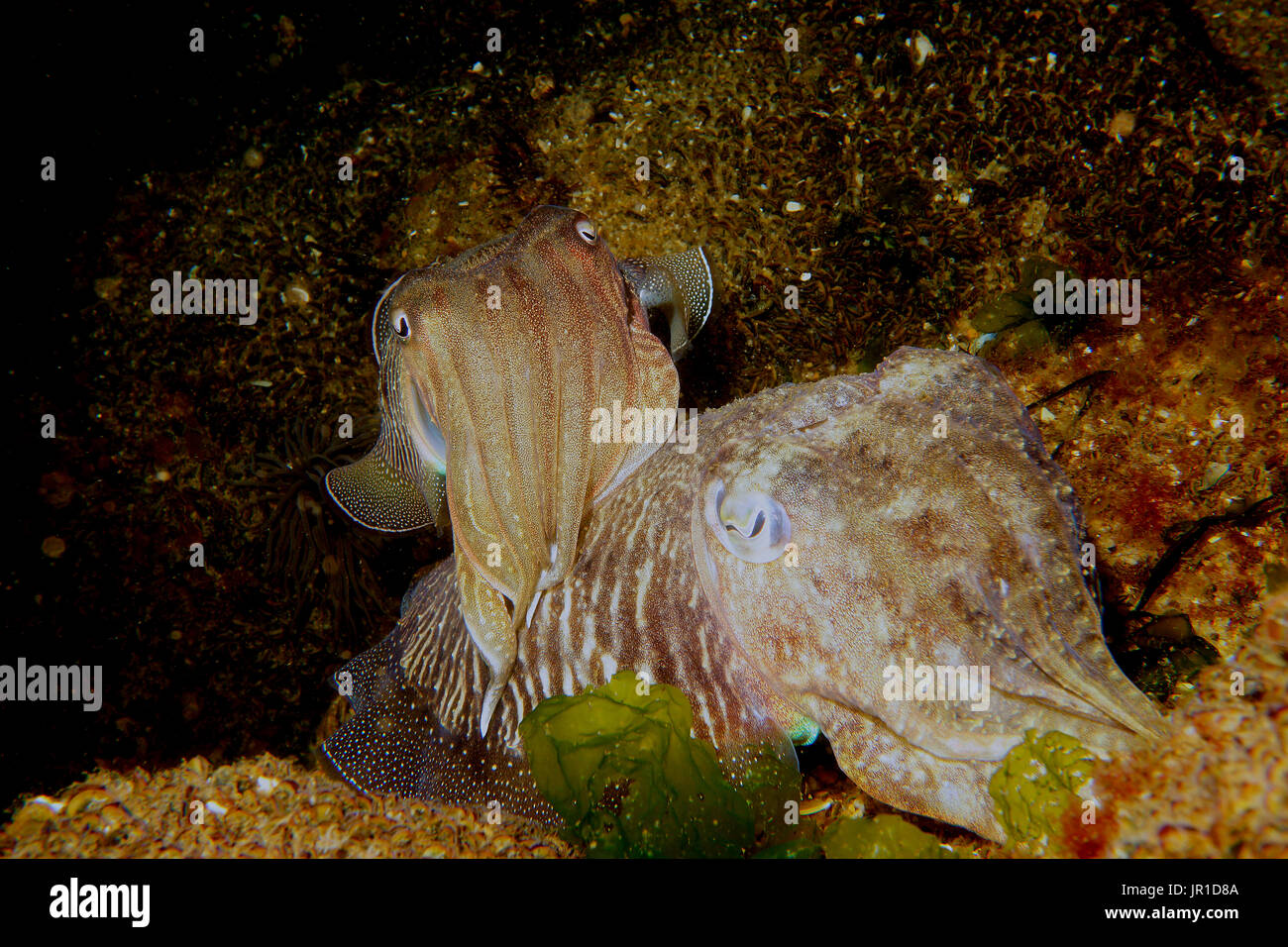 European common cuttlefish (Sepia officinalis) mating on bottom ...