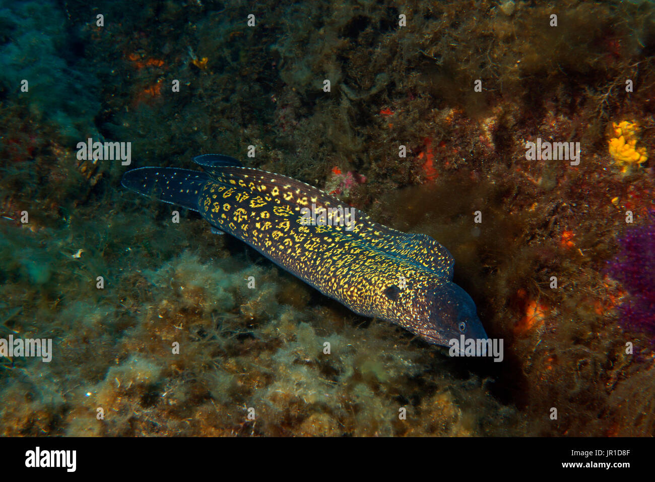Mediterranean moray (Muraena helena) on bottom, Agay, France ...