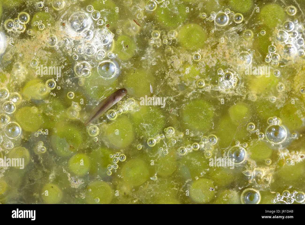Eggs and tadpoles of Agile frog (Rana dalmatina) in a pond of the Prairies du Fouzon, Loir et ...