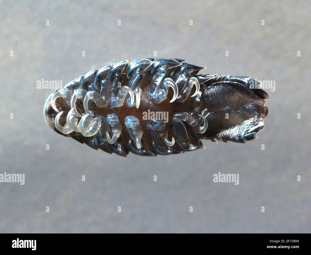 Isopod (Anilocra frontalis), External parasite of marine fish: in a ...