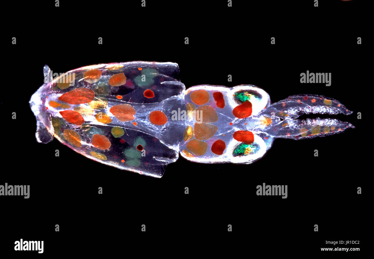 Common squid (Loligo vulgaris), two-day-old planktonic larva with ...
