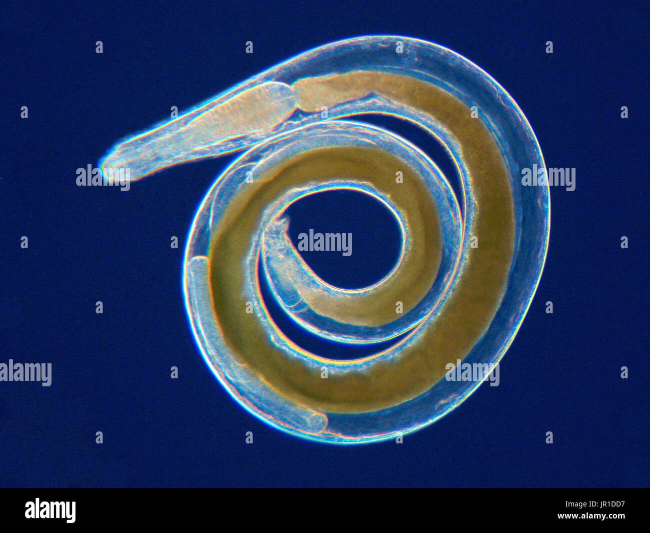 Parasitic Nematodes High Resolution Stock Photography and Images - Alamy