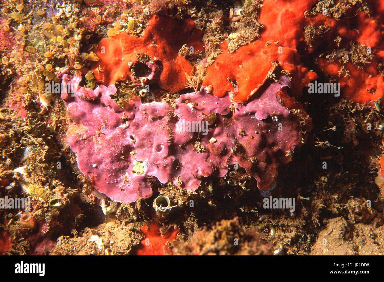 Here is one of the main constituents of the coastal coralligene ...