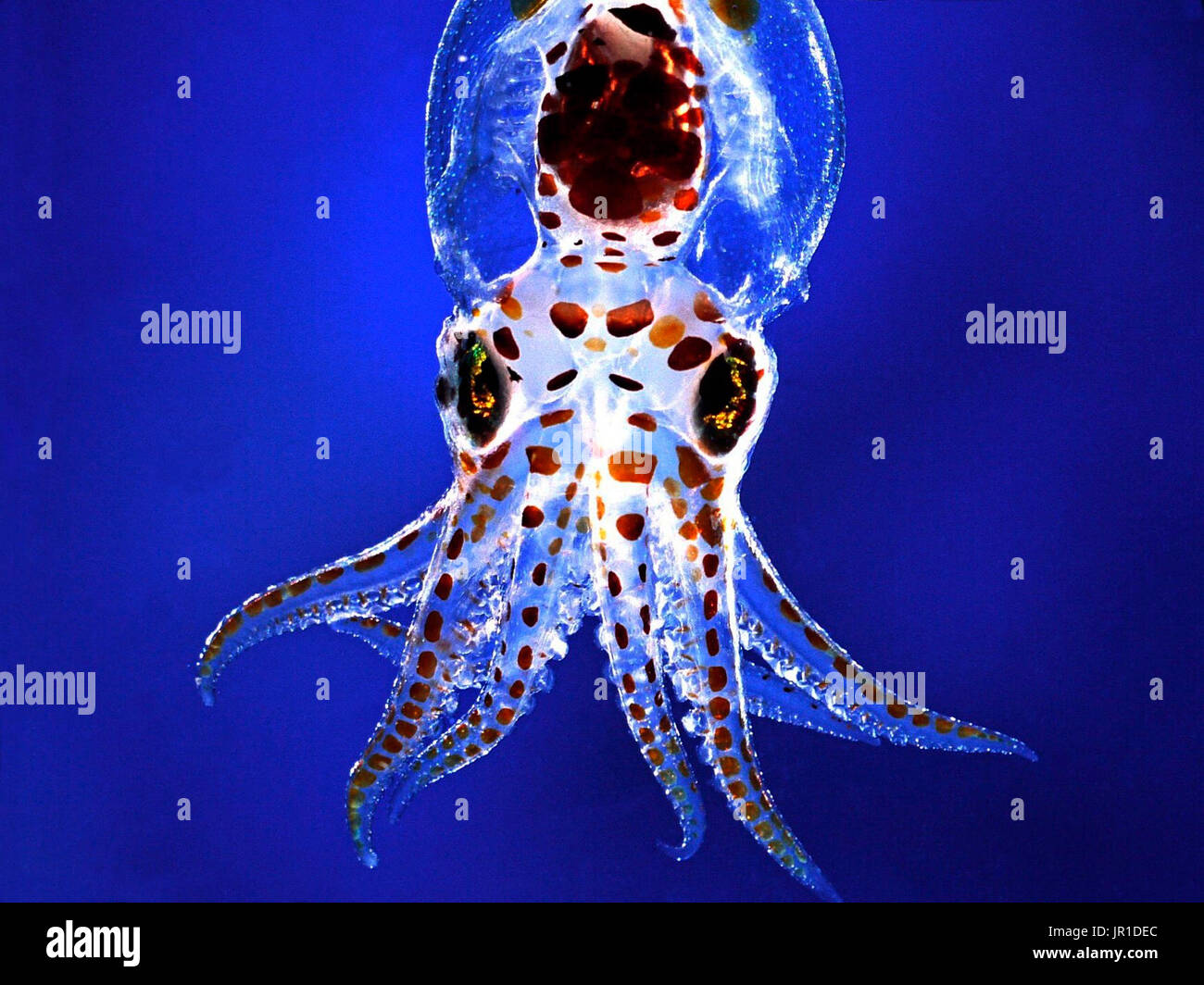 Last planktonic stage of Common Octopus larva (Octopus vulgaris). It is ...