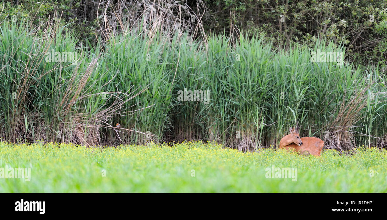 Roe deer (Capreolus capreolus) and Common Robin (Erithacus rubecula) in ...