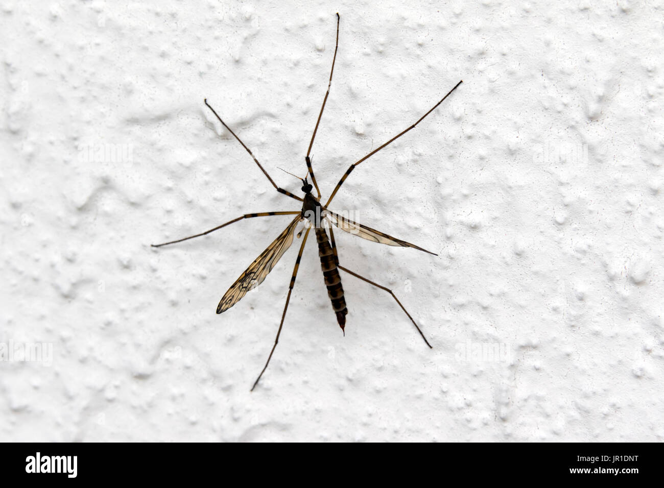 Large crane fly (Tipula maxima), on a wall in spring, Country garden in ...