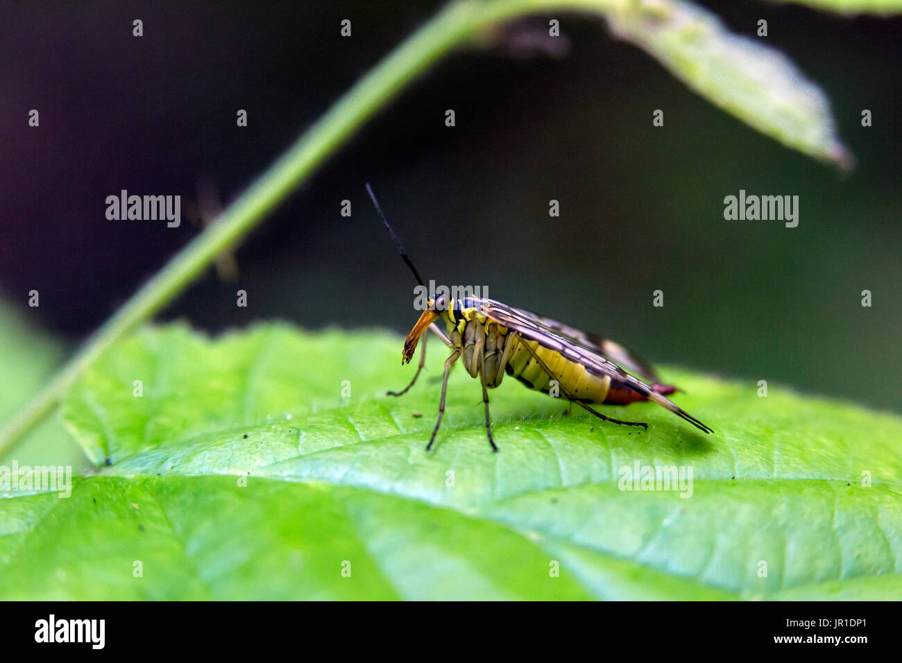 Common scorpion fly (Panorpa communis Stock Photo - Alamy