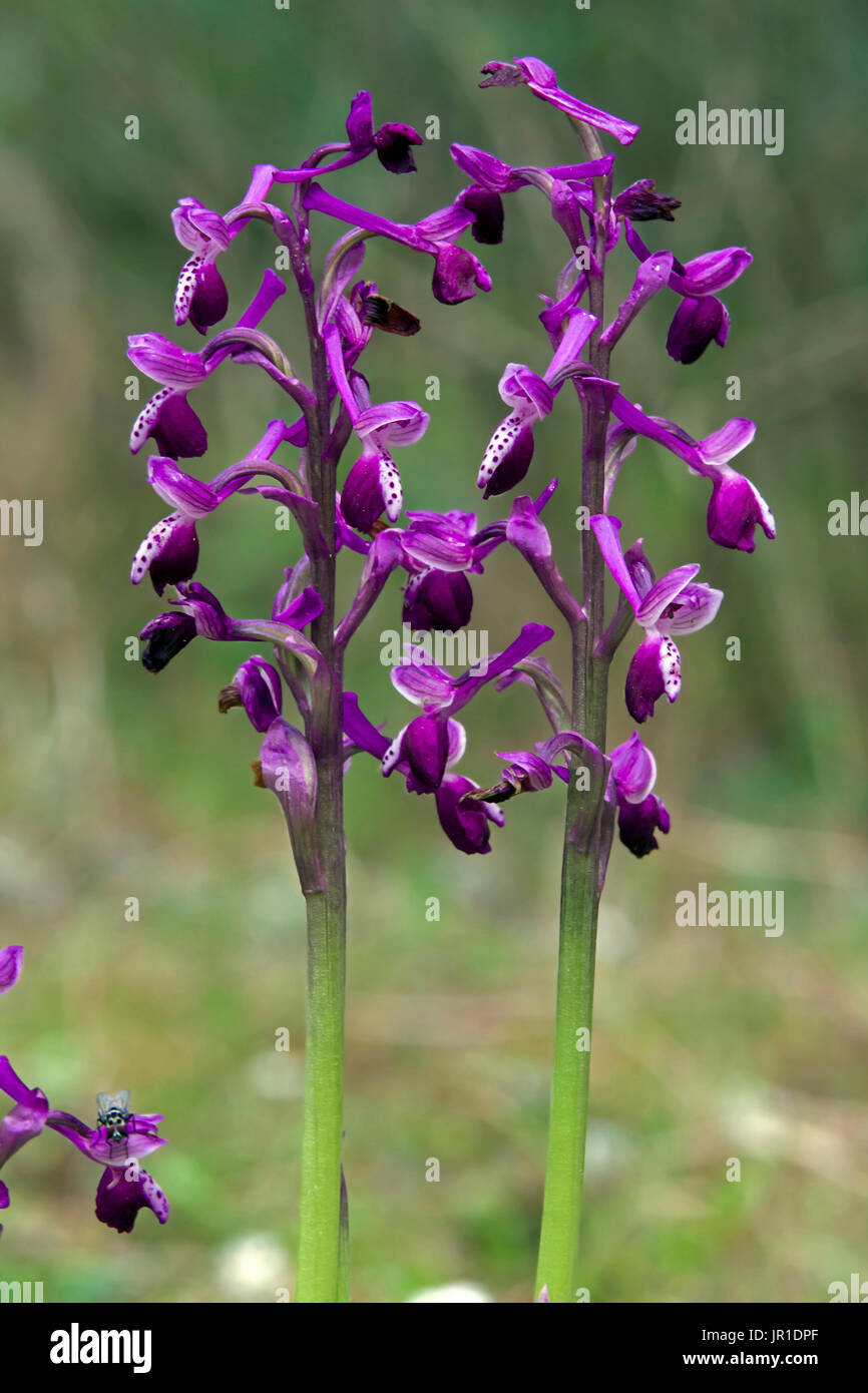 Long spurred flowers hi-res stock photography and images - Alamy