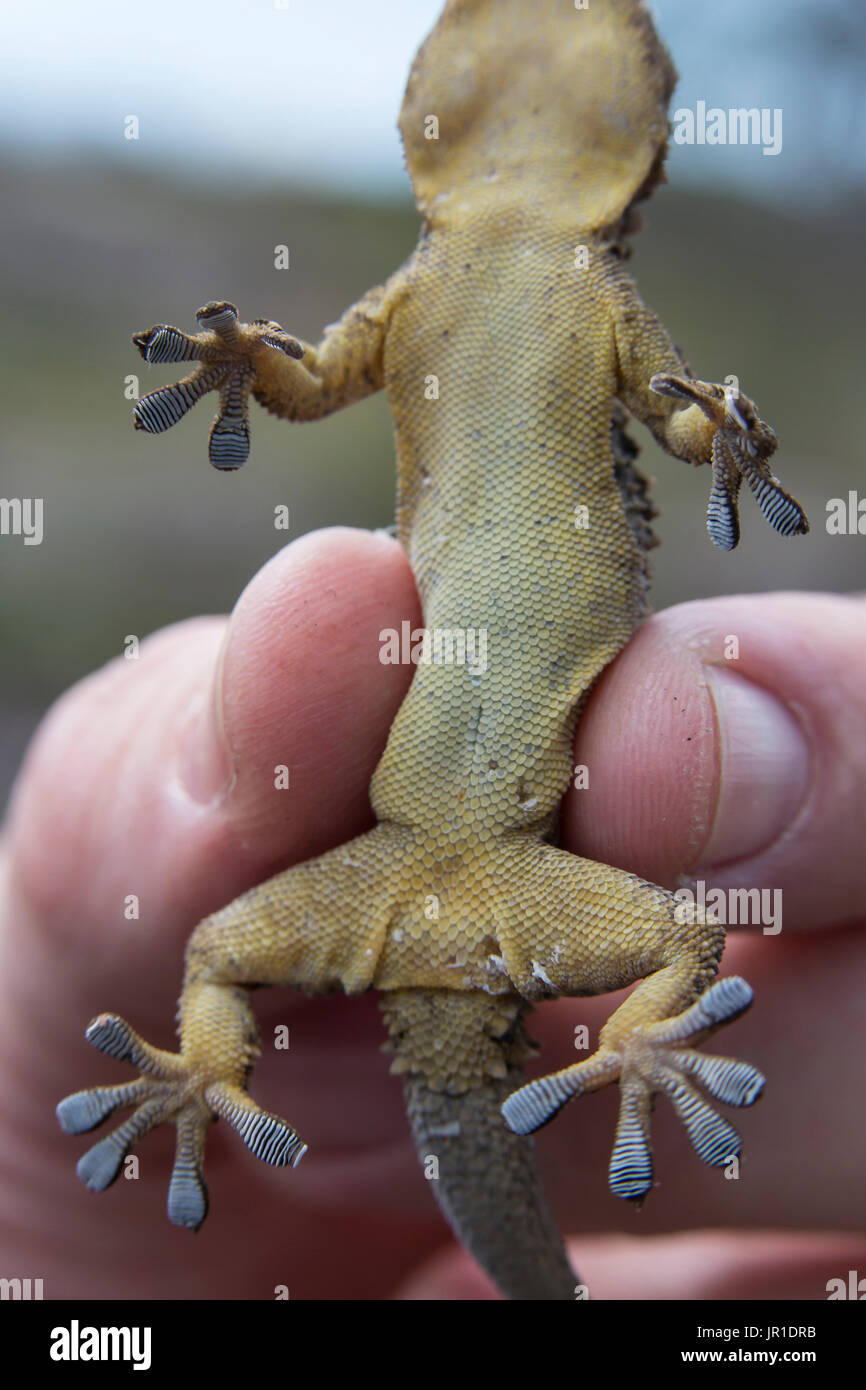 Crocodile Gecko (Tarentola mauritanica), View from below in the spring ...