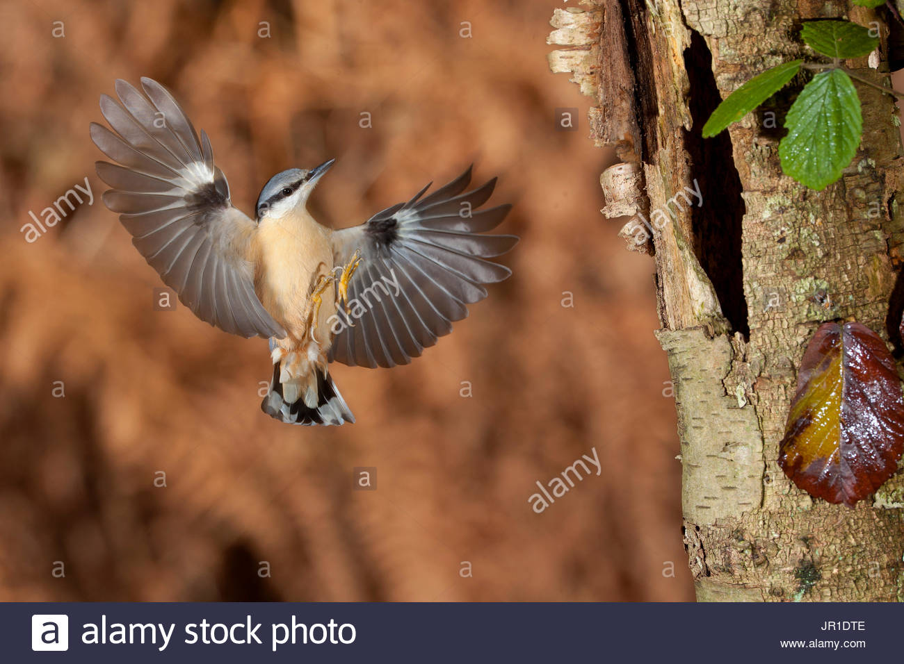 Nuthatch Sitta Europaea In Flight Stock Photos & Nuthatch Sitta ...