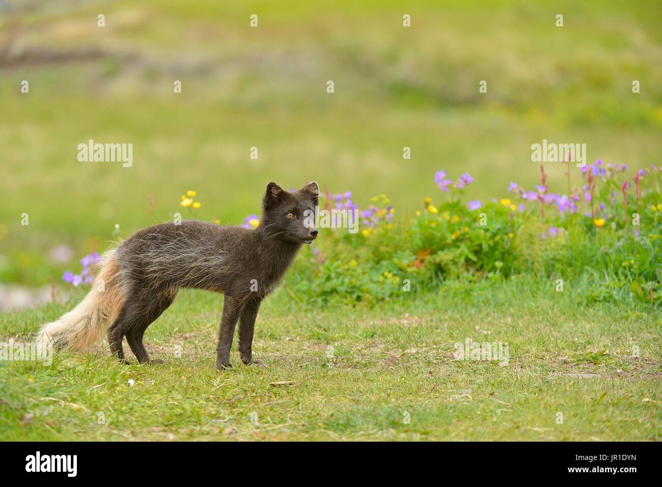 Polar fox (Alopex lagopus) in the tundra in summer, Iceland Stock Photo ...