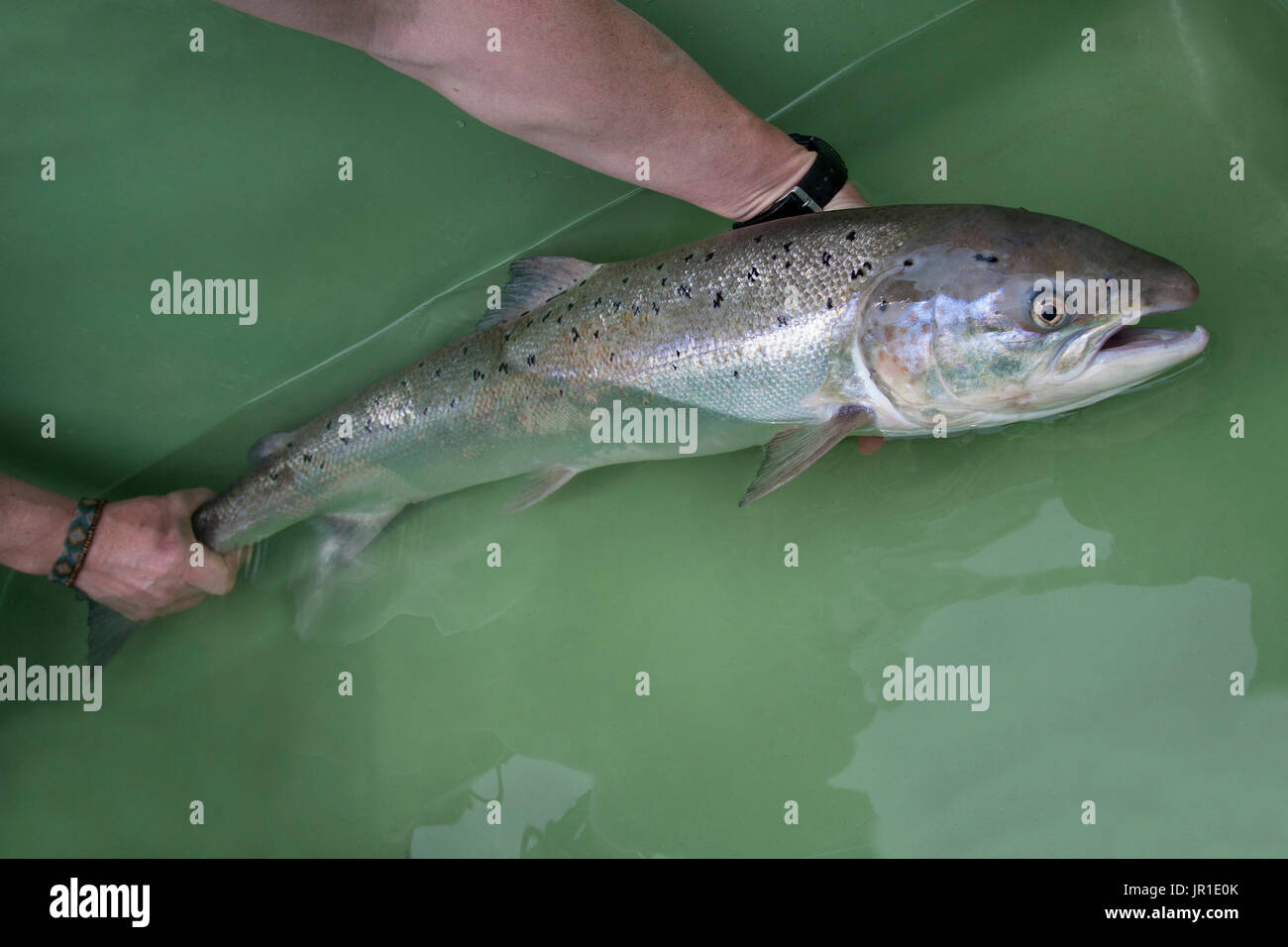 Atlantic salmon (Salmo salar), Wild salmon captured during the return ...