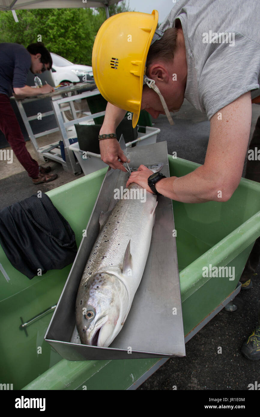 Atlantic salmon (Salmo salar), scales for biometric scalimetry carried ...