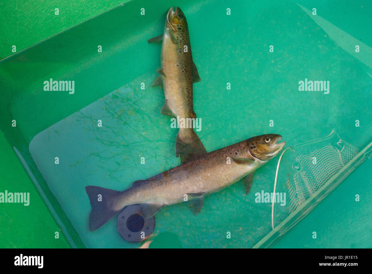Atlantic salmon (Salmo salar), Artificial reproduction, Adults ...