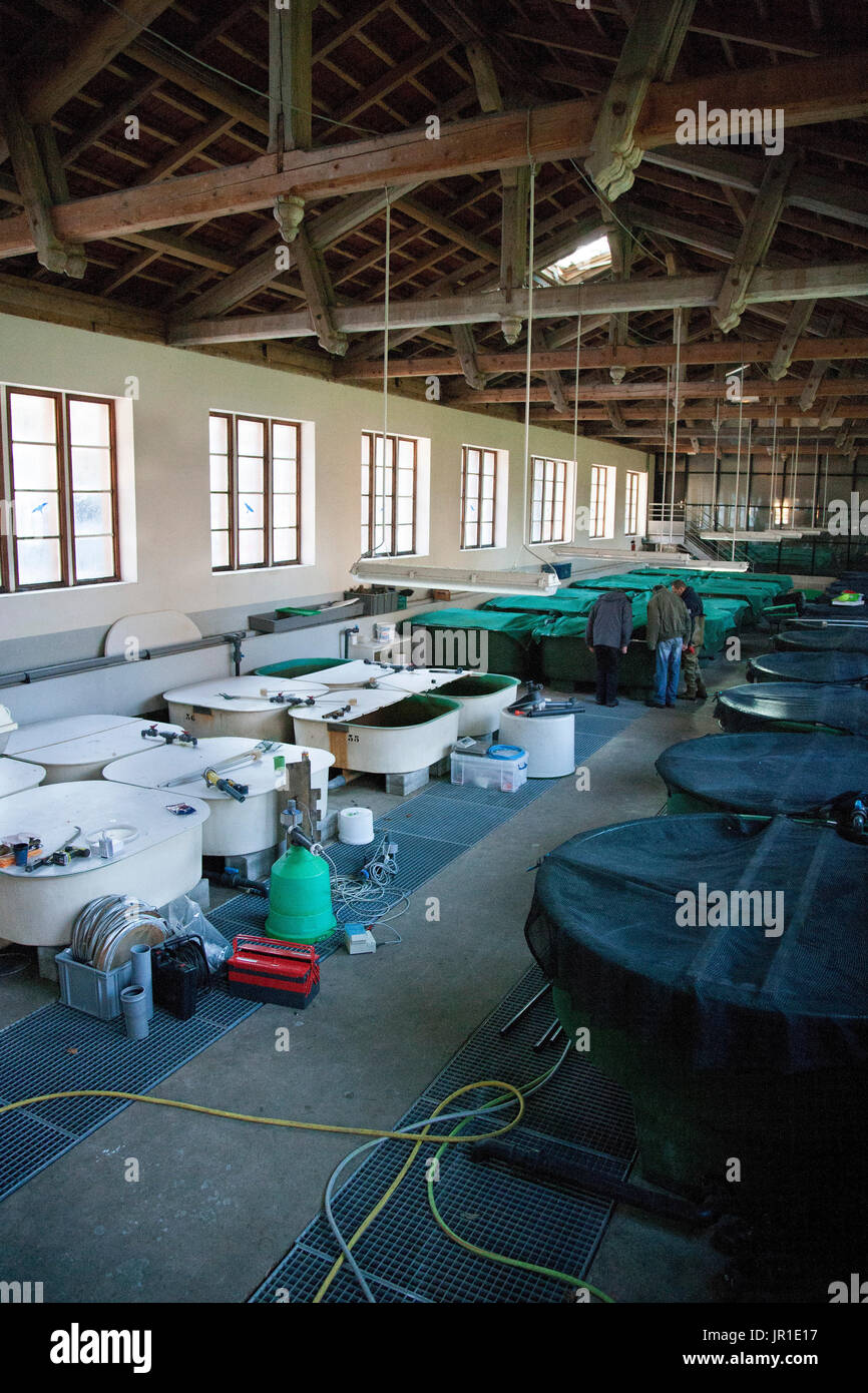 Atlantic salmon (Salmo salar), Artificial reproduction, Reintroduction ...