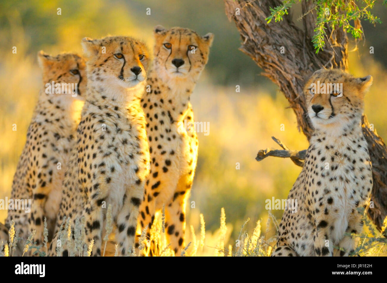 Where Do Cheetahs Live