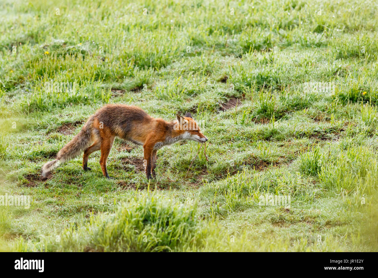 Red Fox (Vulpes vulpes) eating a worm in the grass, Vosges Mountains ...