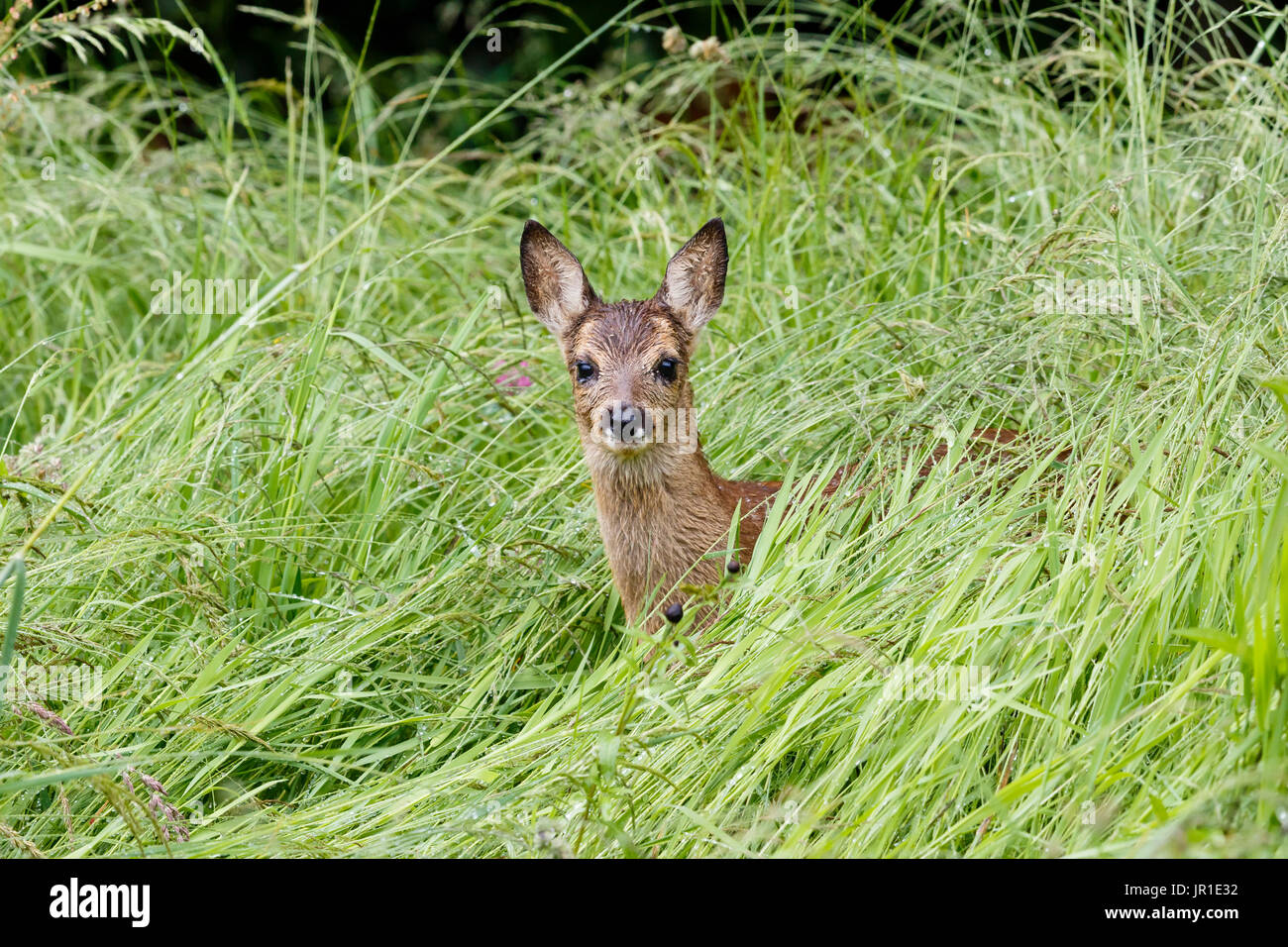 Roe deer (Capreolus capreolus) hidden fawn in tall grass in spring ...
