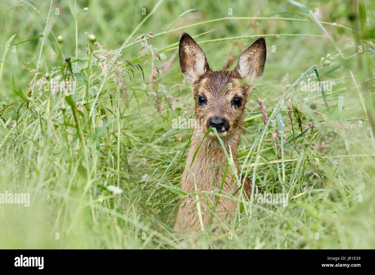 Roe deer fawns and spring hi-res stock photography and images - Alamy