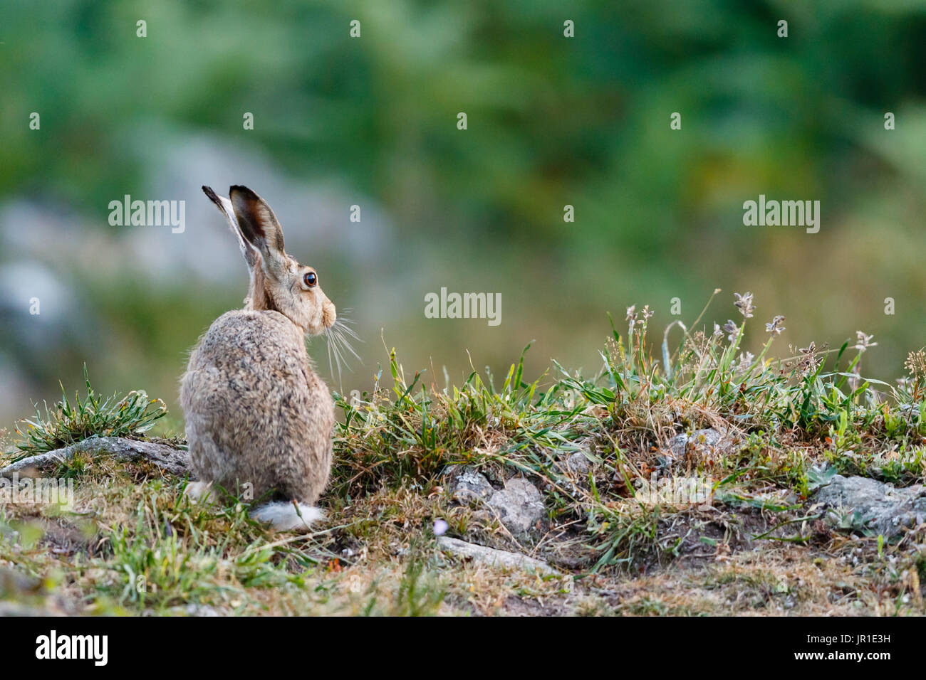 European Hare (Lepus europaeus) sitting back, Vosges Massif, France ...
