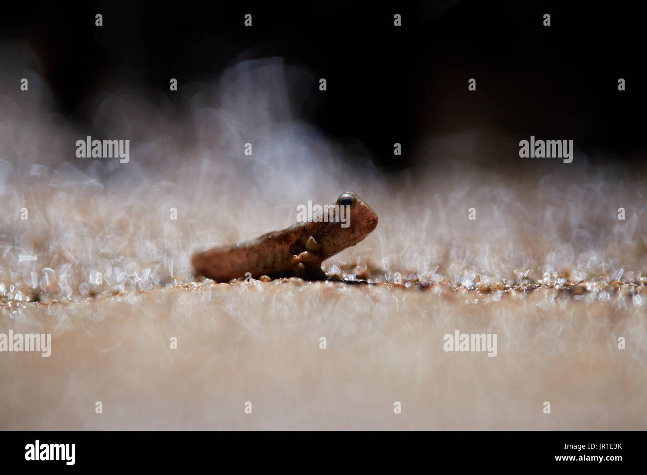 Common mudskipper (Periophthalmus kalolo), Bunaken Island, Sulawesi ...