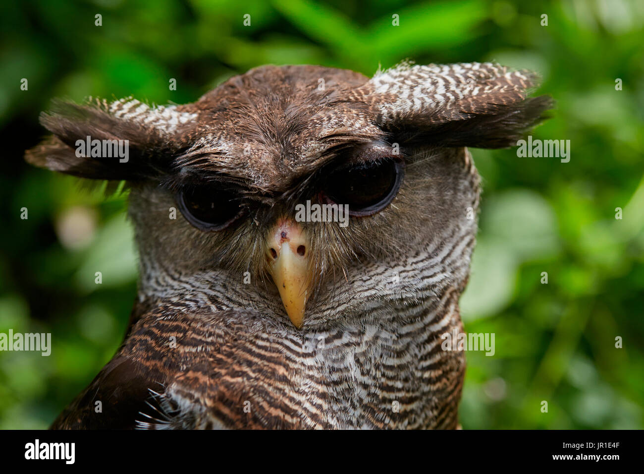 Barred eagle-owl,also called the Malay eagle-owl (Bubo sumatranus ...