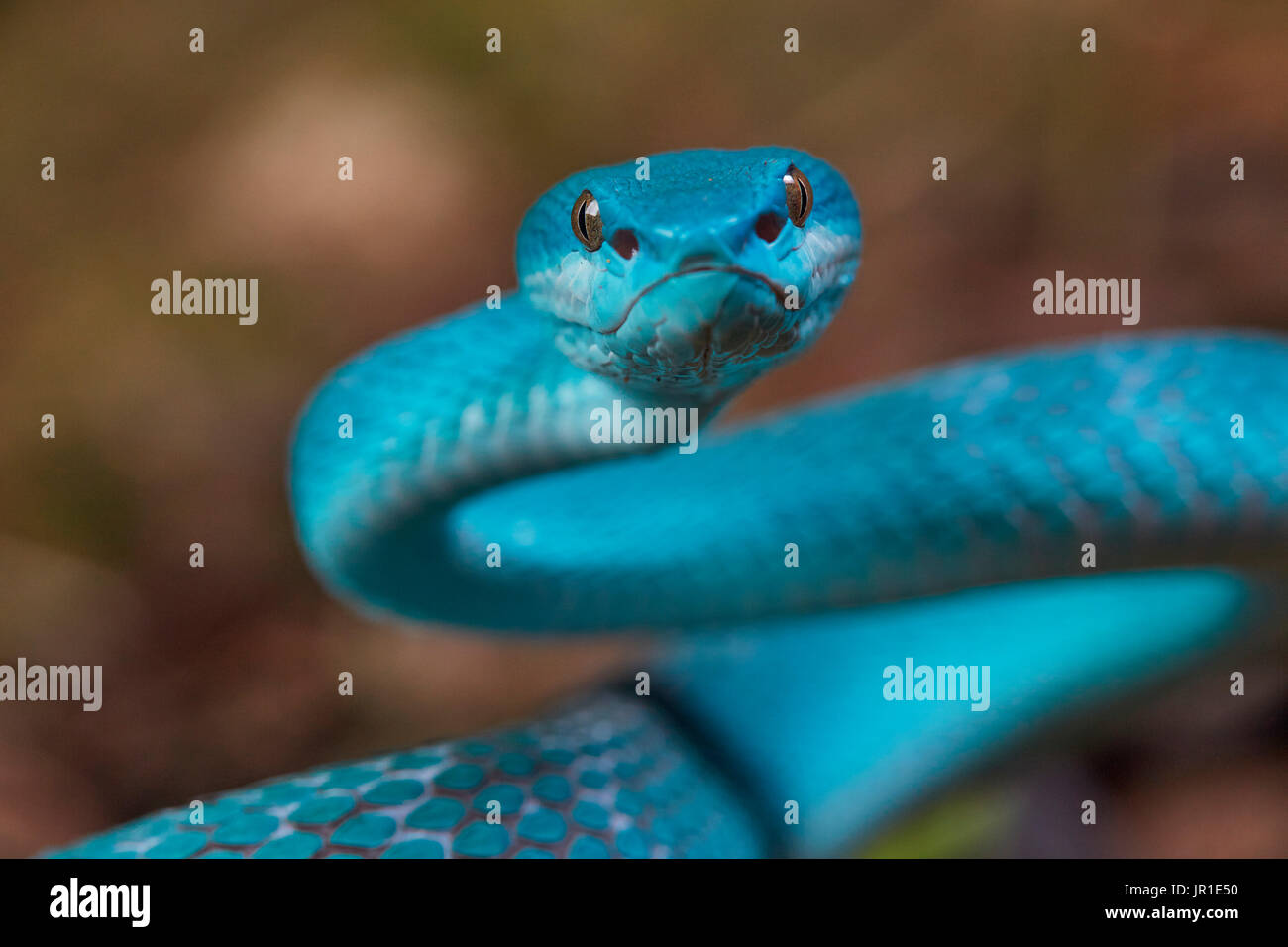 Lesser sunda pit viper hi-res stock photography and images - Alamy
