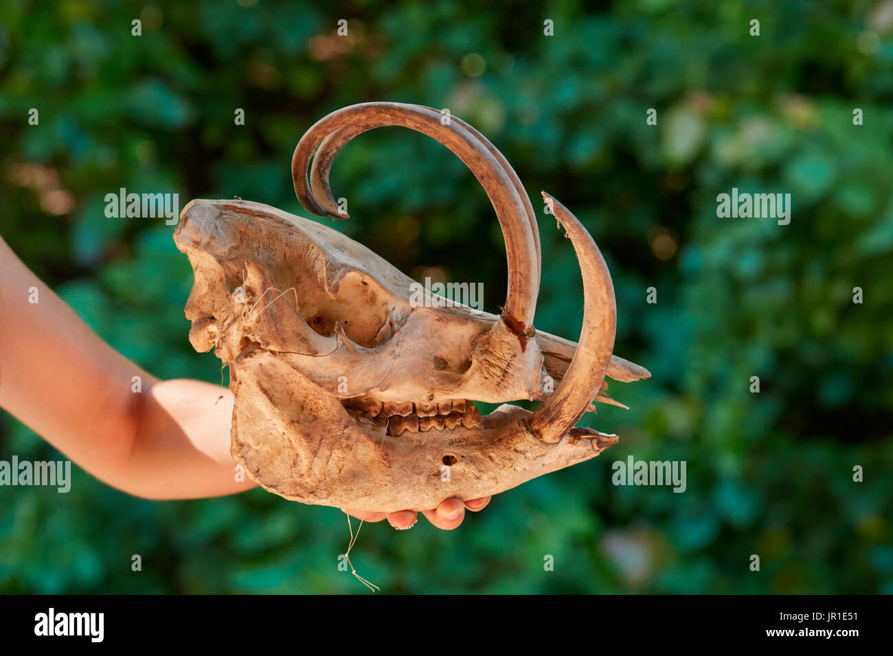 North Sulawesi babirusa (Babyrousa celebensis) skull, Tangkoko National ...