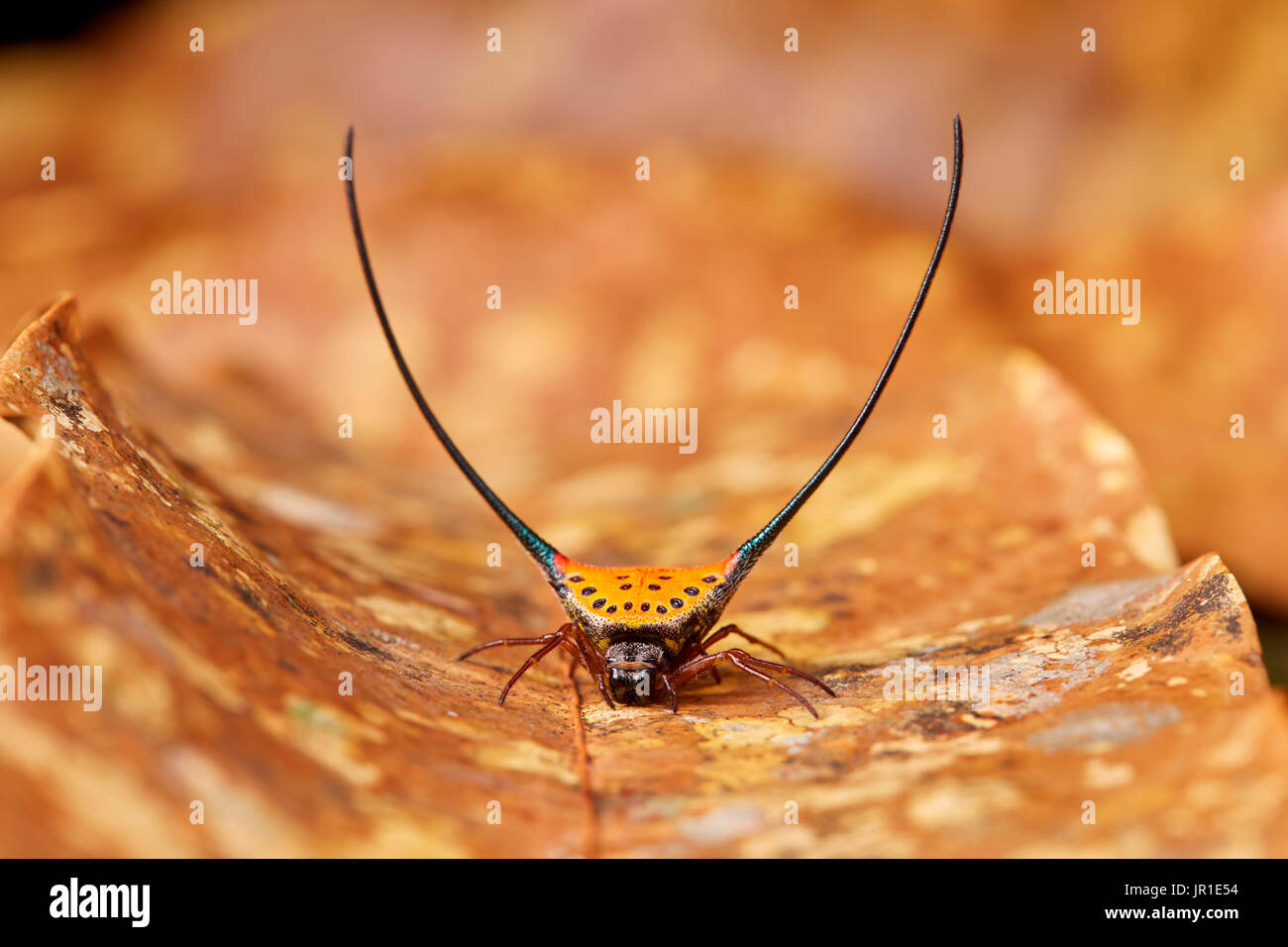 Long-horned Orb-weaver Spider (Macracantha arcuata), Malaysia peninsula ...