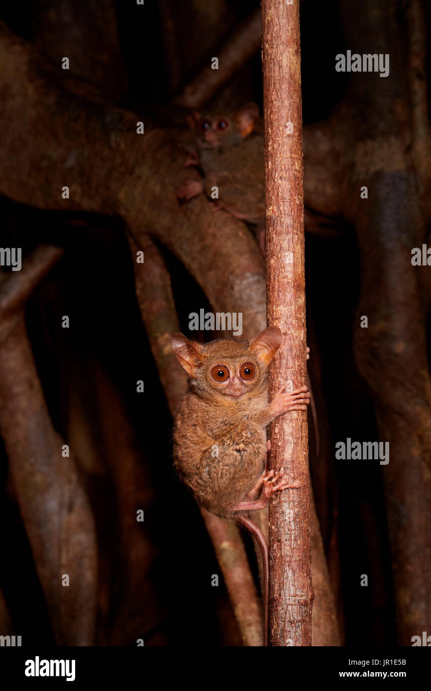 Spectral Tarsier (Tarsius tarsier) couple on Fig tree (Ficus) Tangkoko ...