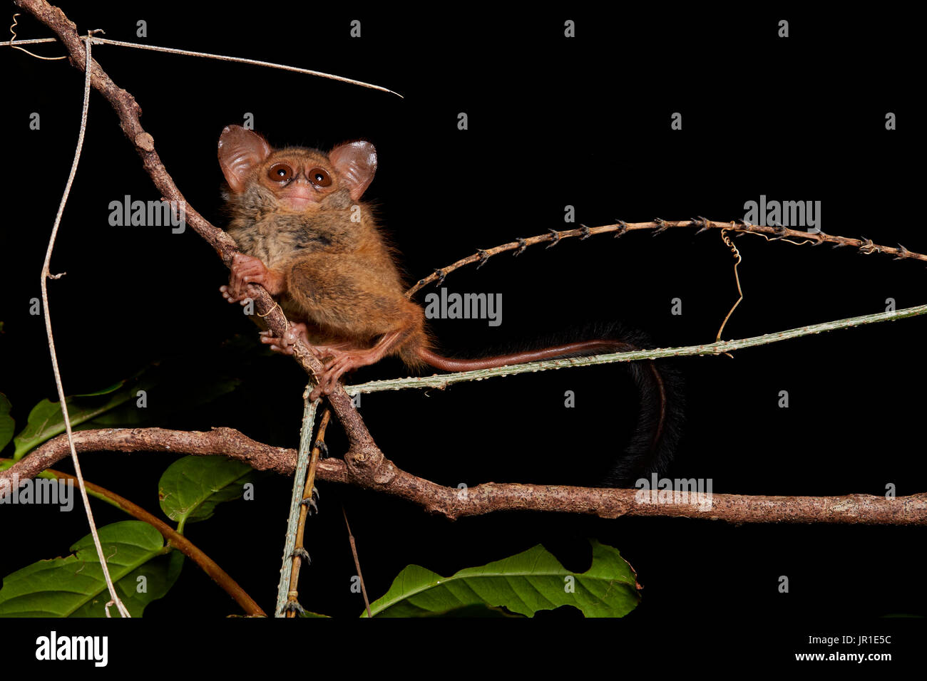 Spectral Tarsier (Tarsius tarsier) on Fig tree (Ficus) Tangkoko ...