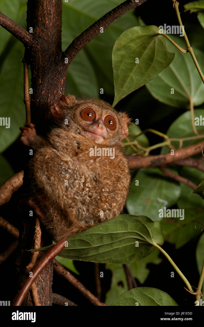 Spectral Tarsier (Tarsius tarsier) on Fig tree (Ficus) Tangkoko ...